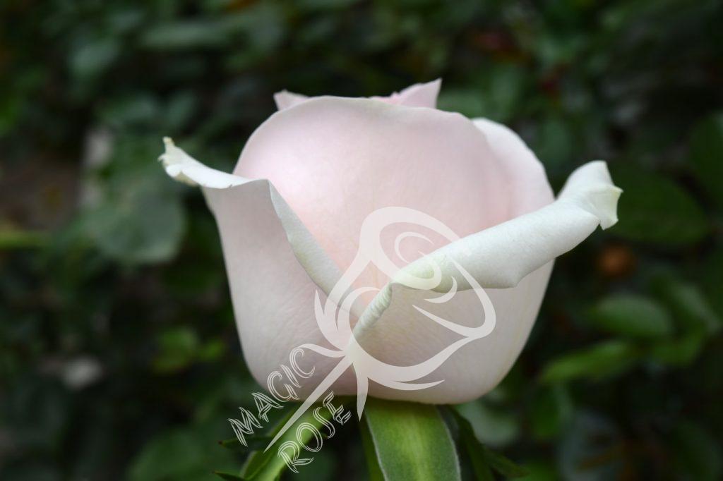 REVIVAL SWEET — Magic Rose