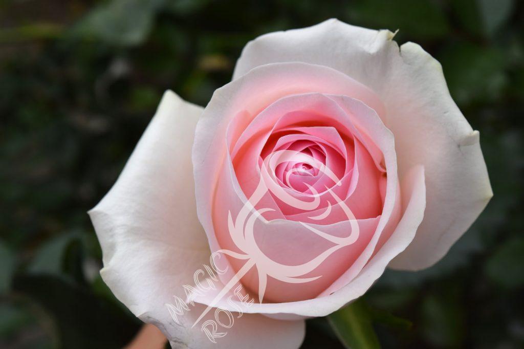 REVIVAL SWEET — Magic Rose