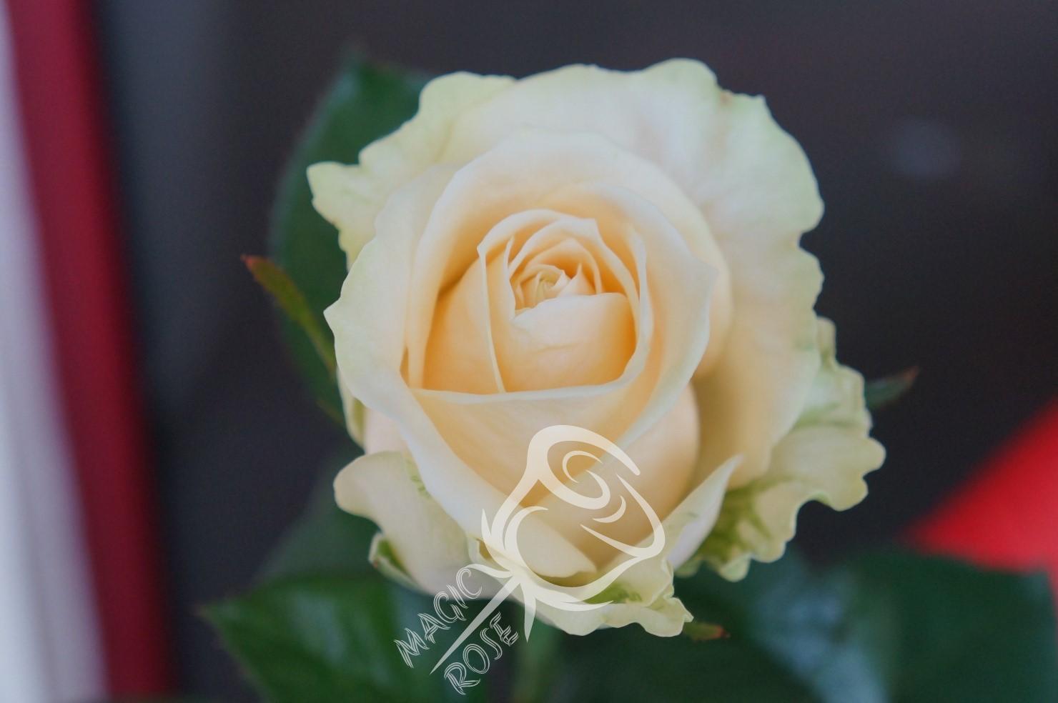 PEACH AVALANCHE — Magic Rose